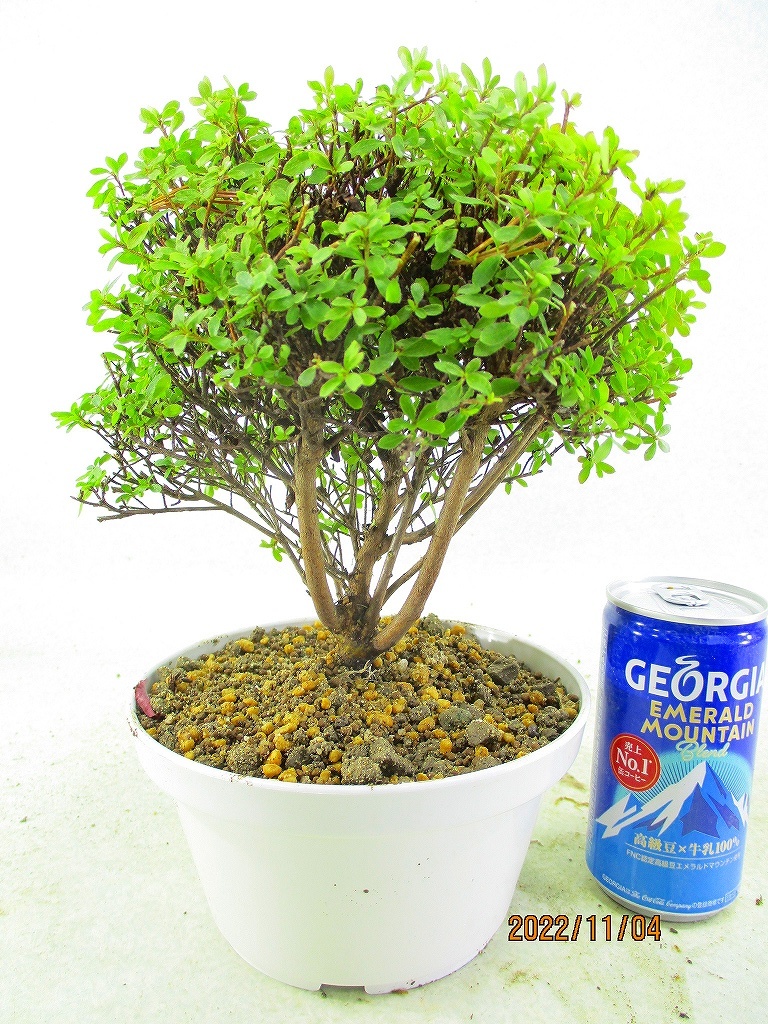 Yahoo!オークション - [讃岐屋緑兵衛] 紀州コメツツジ (11196白丸プラ...