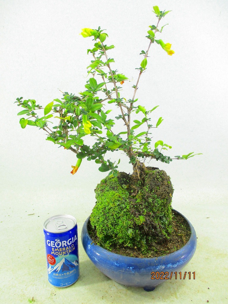 Yahoo!オークション - [讃岐屋緑兵衛] ムレスズメ (11381青丸プラ鉢)全...