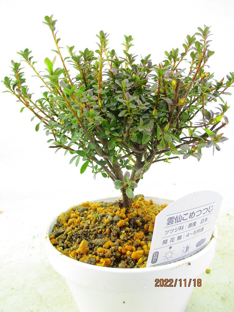 Yahoo!オークション - [讃岐屋緑兵衛] 雲仙コメツツジ 花芽多数 (11761...