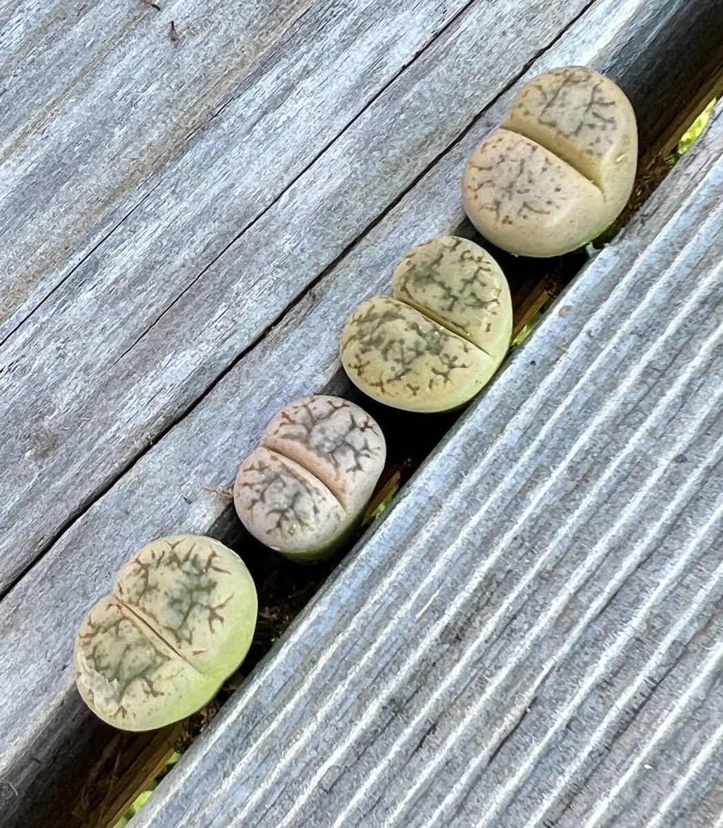 Yahoo!オークション - リトープス 雲映玉 C188 Lithops werneri NNE of...