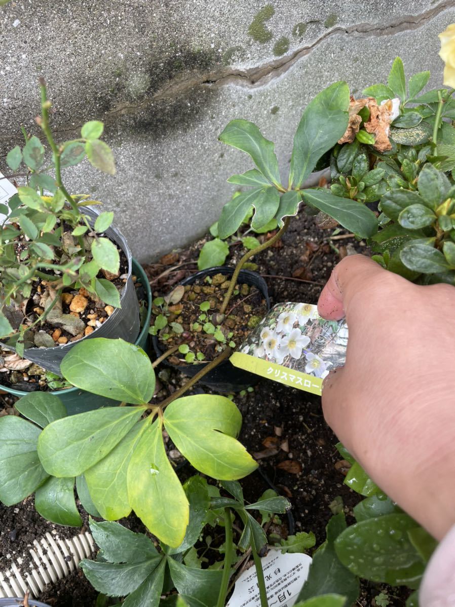 Yahoo!オークション - クリスマスローズ 花芽付き