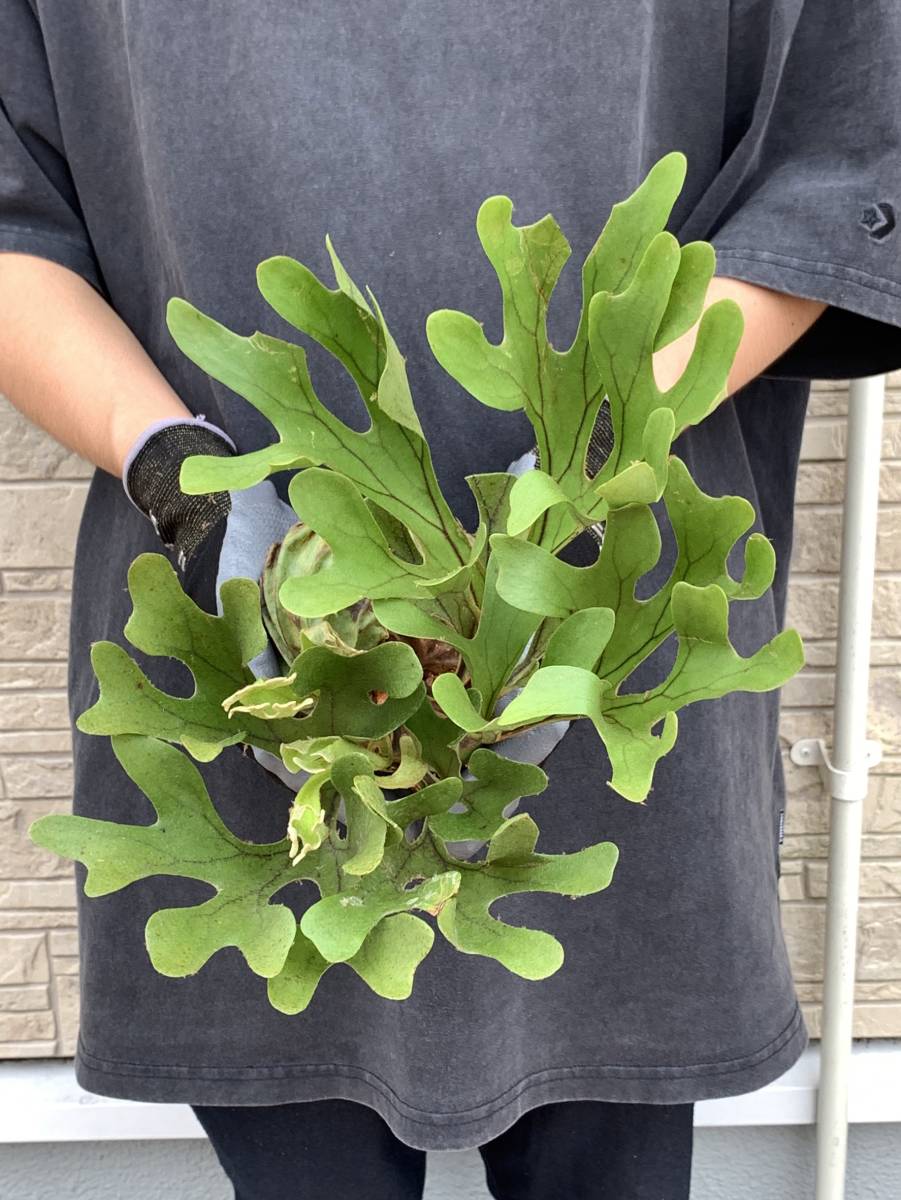 Yahoo!オークション - Y123 Platycerium ridleyi WILD (プラティケリウ...