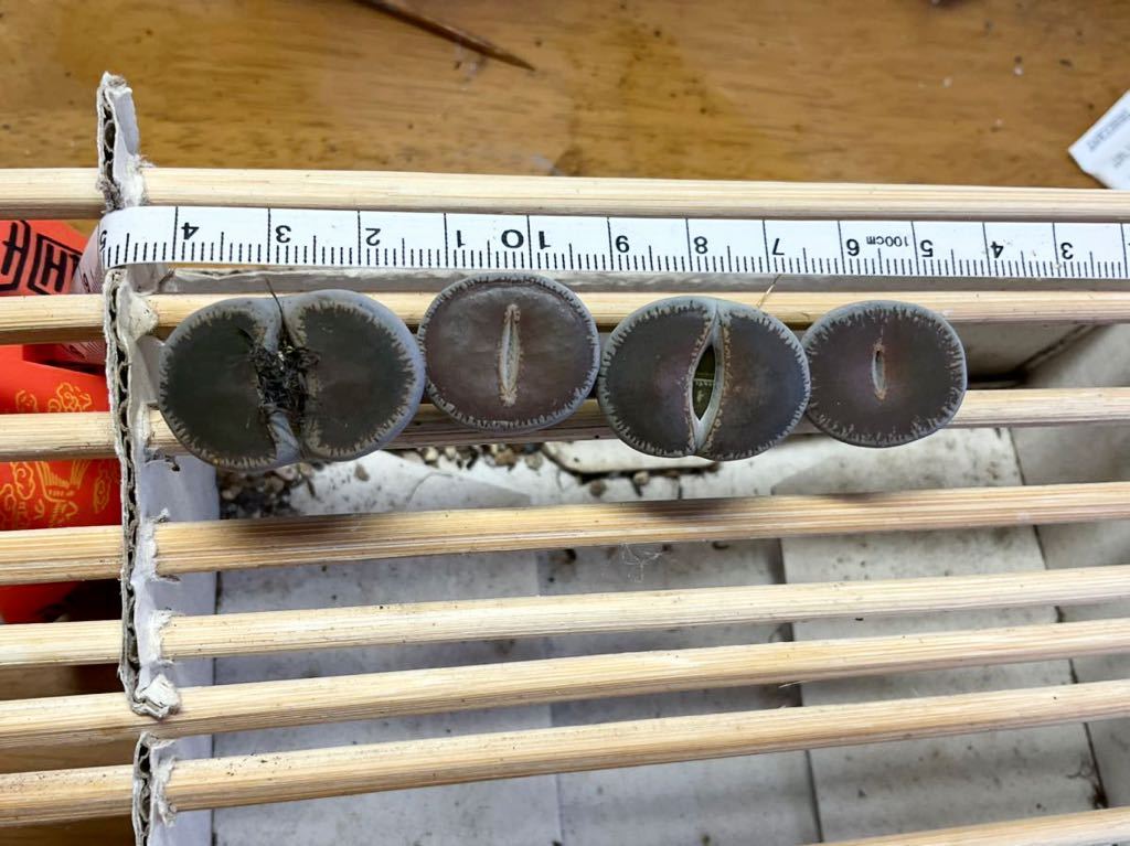 Yahoo!オークション - リトープス lesliei C153 3年株 4点