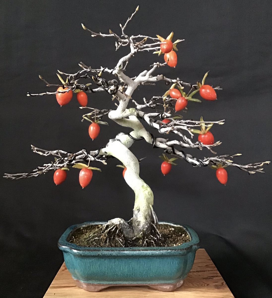 Yahoo!オークション - N03 ローヤ 柿 老爺柿 小品盆栽