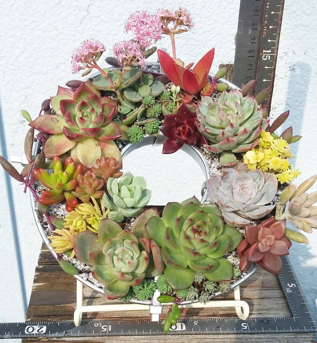 Yahoo!オークション - 11012多肉植物の寄せ植え リース 大・17㎝ 飾り...