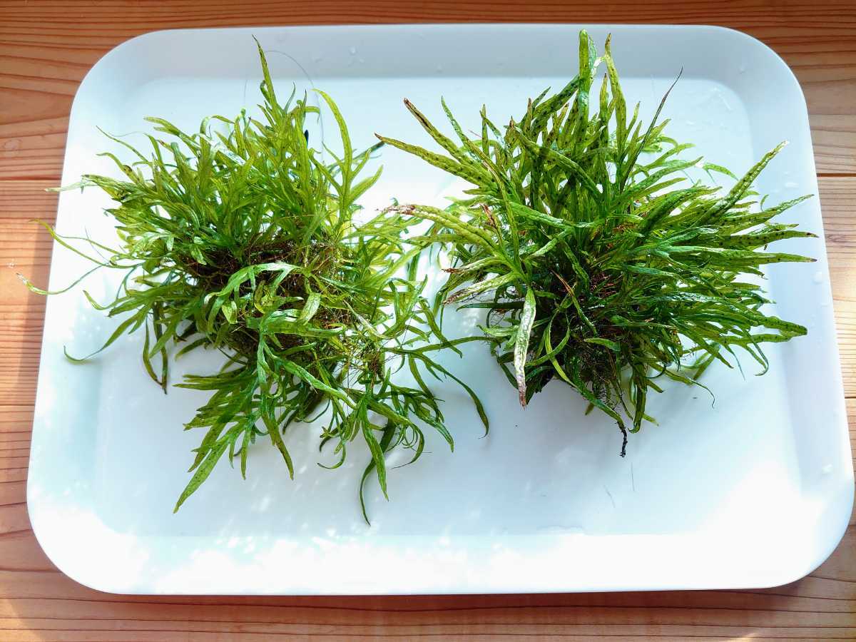 Yahoo!オークション - 【Bee Sunset】ミクロソリウム トライデントリー...