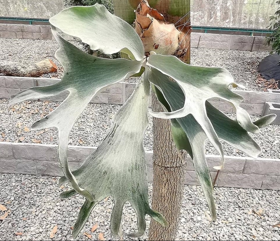 Yahoo!オークション - P.OMO 'Polar Bear'⑤ @bikamori.com オモ ポー...