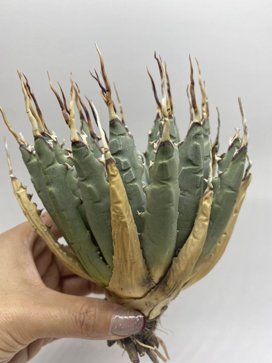 Yahoo!オークション - S111-100陽炎厚肉曲棘アガベ ユタエンシス /Agav...