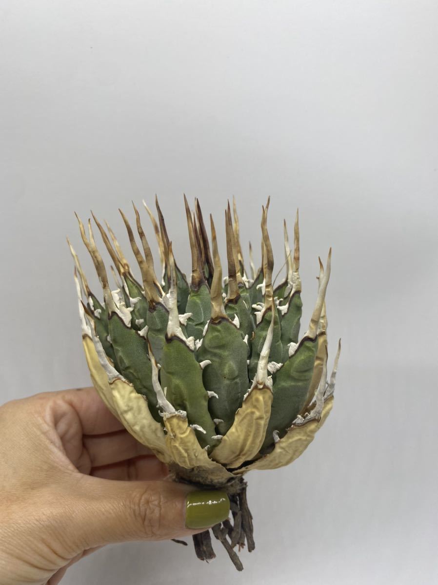 Yahoo!オークション - S1129-37陽炎曲棘アガベ ユタエンシス /Agave ut...