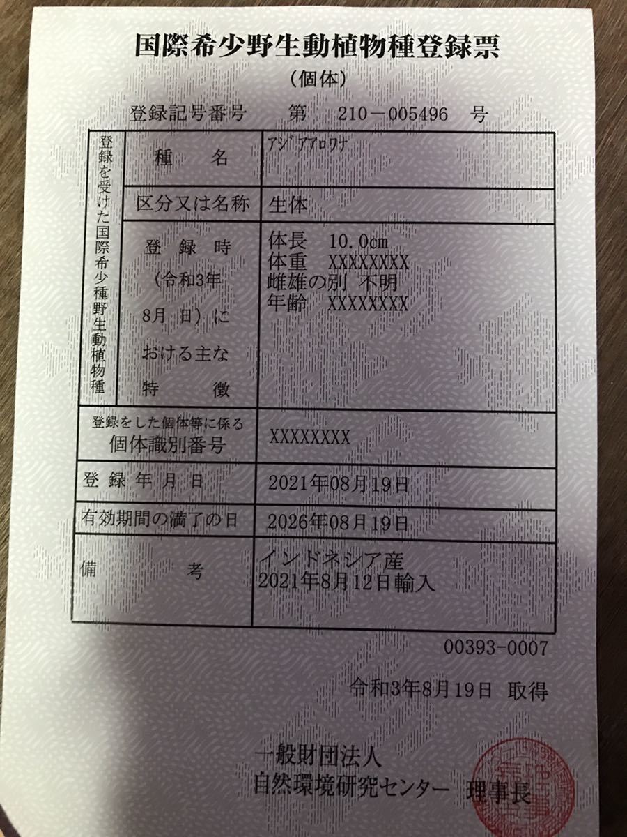 スプーンヘッドスーパーブラック 藍底紅龍 アイレス スーパーレッドアロワナ 発色済 紅龍 インドネシア 証明書付き アロワナ(アロワナ)｜売買されたオークション情報、yahooの商品情報を ...