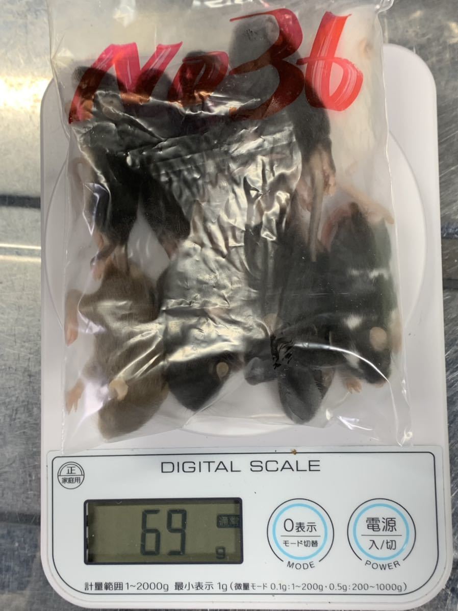 Yahoo!オークション - Ω国産冷凍マウス ファジー（6〜8g）10匹Ω（no3...