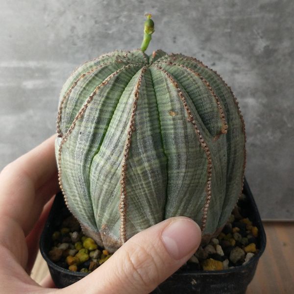 Yahoo!オークション - 【B973】 年末SALE 【特大多稜・11稜株 】ユーフ...