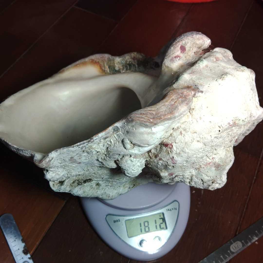 Yahoo!オークション - 夜光貝 貝殻約1.81kg 漁具 ルアー素材加工 螺鈿 ...