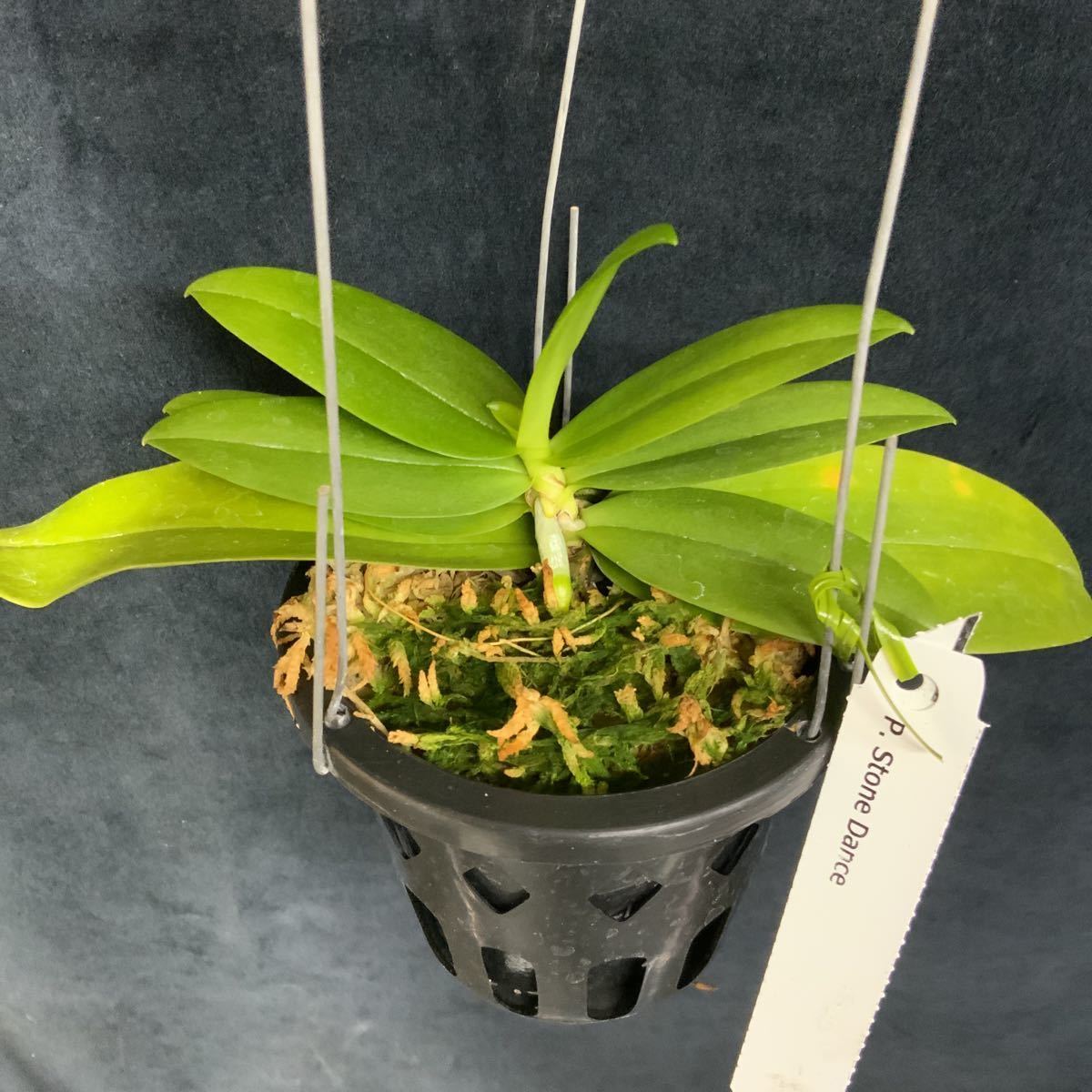 199 洋蘭 Phal. Stone Dance(ラン)｜売買されたオークション情報、yahooの商品情報をアーカイブ公開 - オークファン（aucfan.com）