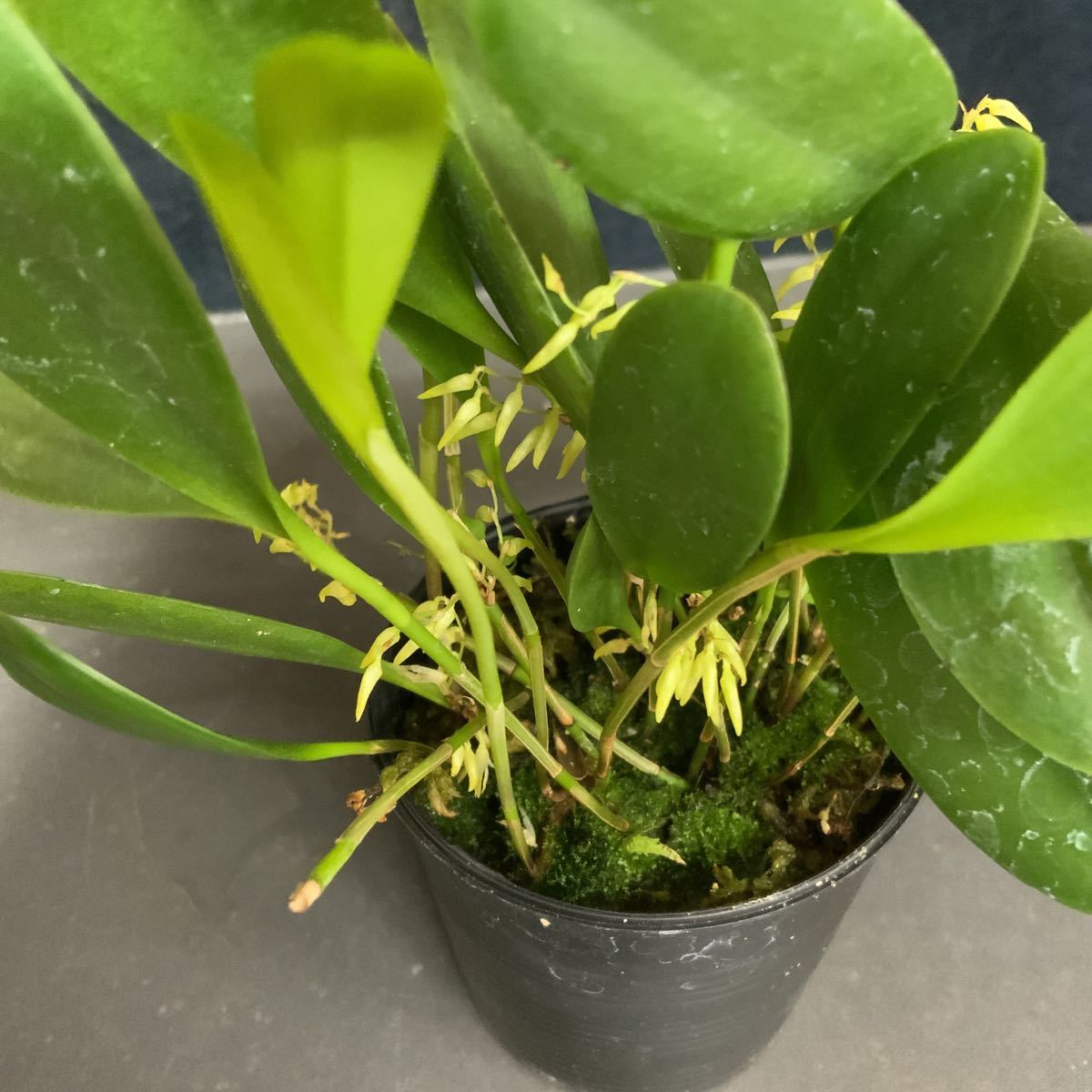 Yahoo!オークション - (^ ^)(231) Pleurothallis obovata