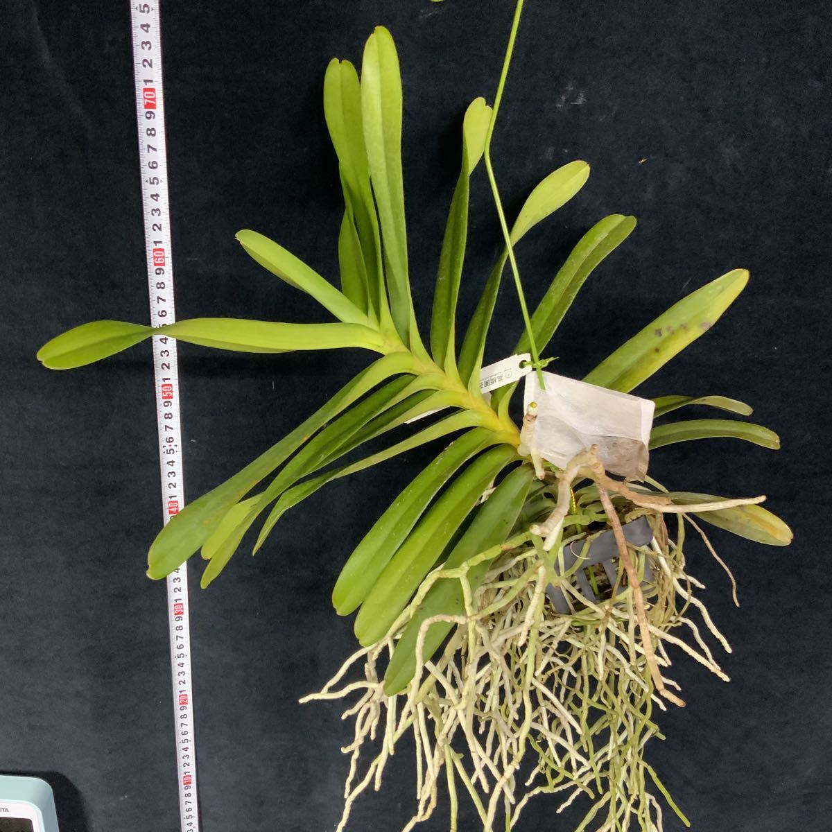 280 Aerdv. Lemon Jasmin MC(ラン)｜売買されたオークション情報、yahooの商品情報をアーカイブ公開 - オークファン（aucfan.com）