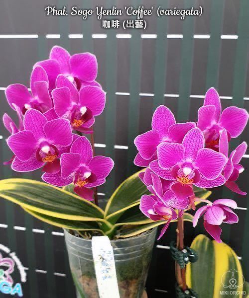 Yahoo!オークション - (^ ^)(196)Phal. Sogo Yenlin ‘Coffee’