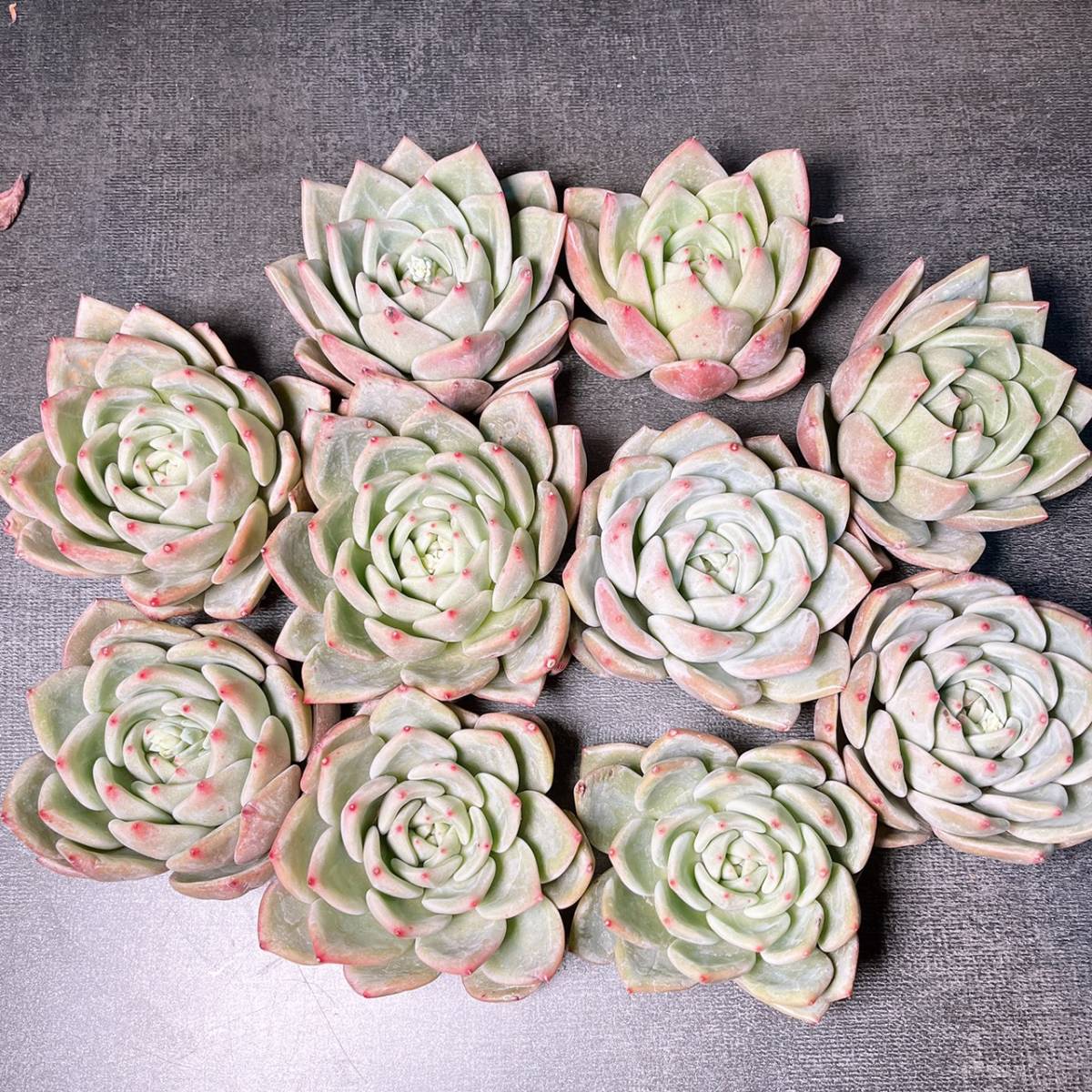 Yahoo!オークション - Y-79A. ホワイトナイト 5個セット エケベリア 多...