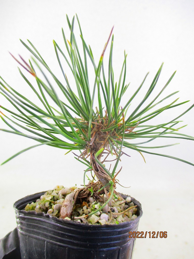 Yahoo!オークション - [讃岐屋緑兵衛] 黒松 曲がり素材2種4点組 (12144...