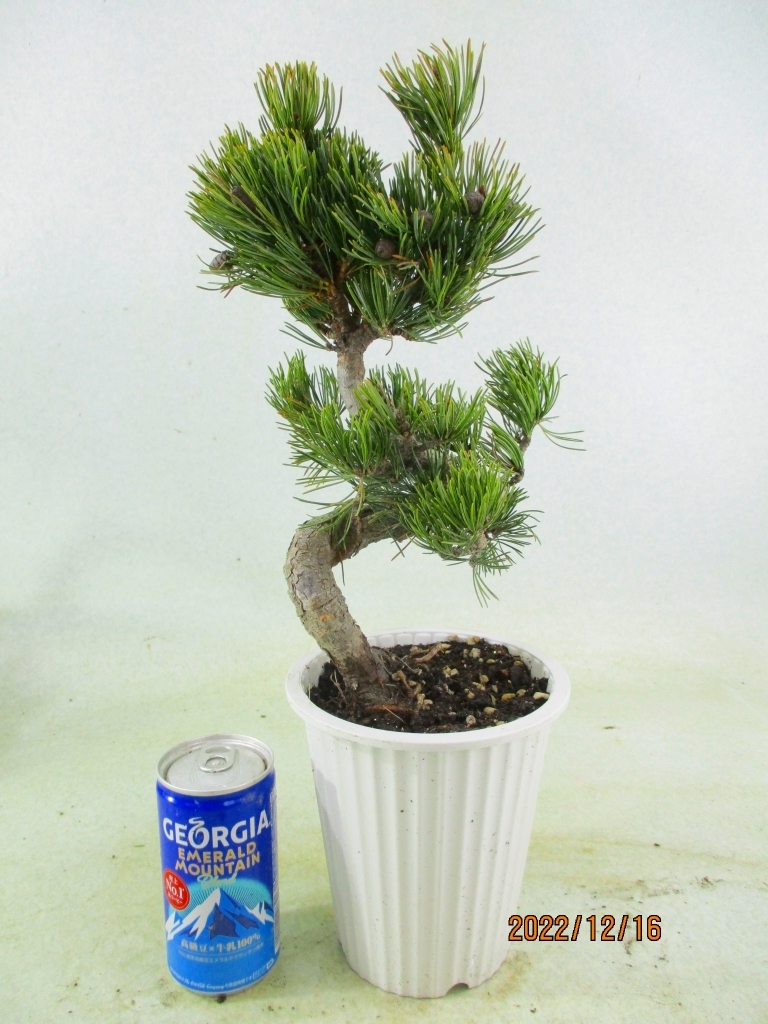 Yahoo!オークション - [讃岐屋緑兵衛] 五葉松 根巻苗木 (12809白釉丸鉢...