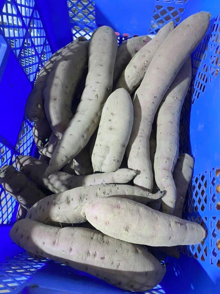 長野県産 無農薬 土付き さつまいも 紅はるか 9.5kg 訳あり品(さつまいも)｜売買されたオークション情報、yahooの商品情報をアーカイブ公開 - オークファン（aucfan.com）