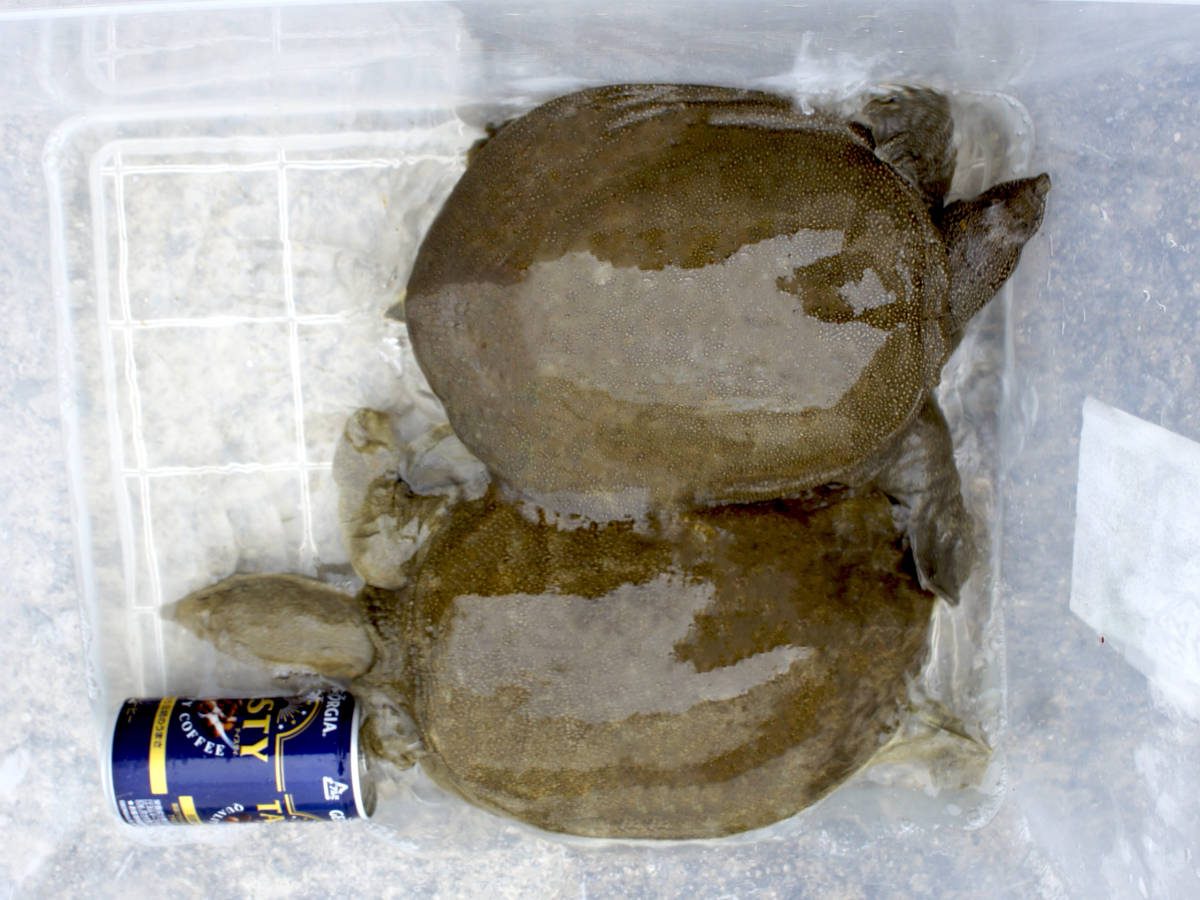 Yahoo!オークション - 天然スッポン2匹(1.1kg雌+950g雌)【冷凍】＃12