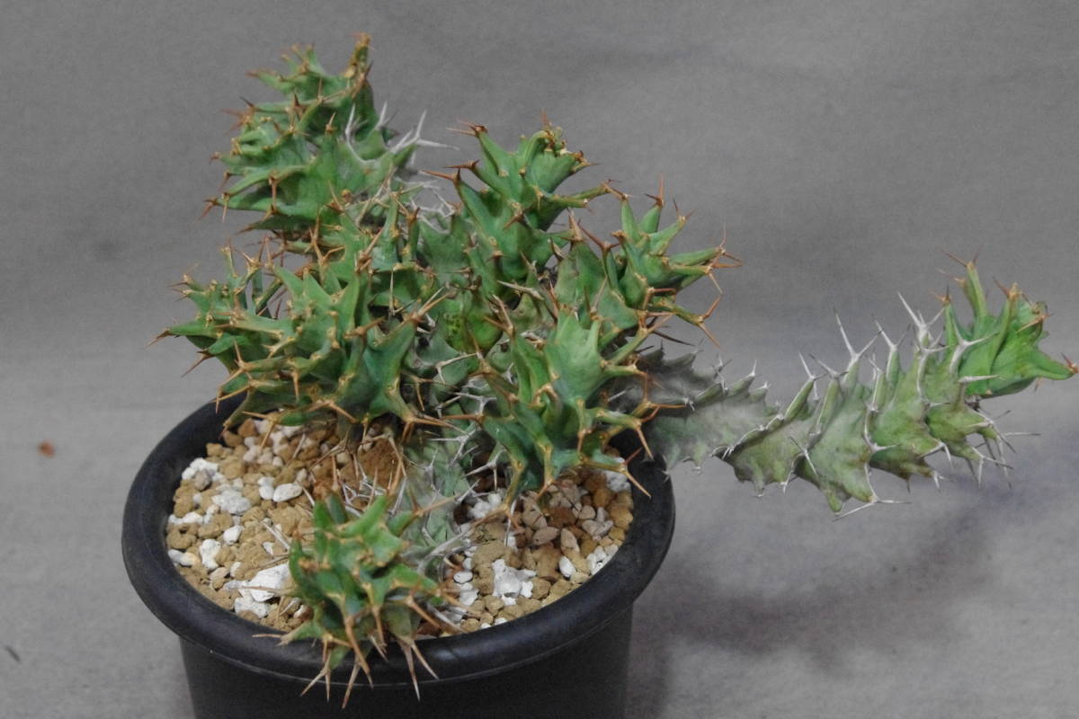 Yahoo!オークション - ユーフォルビア トルチラマ Euphorbia tortirama...