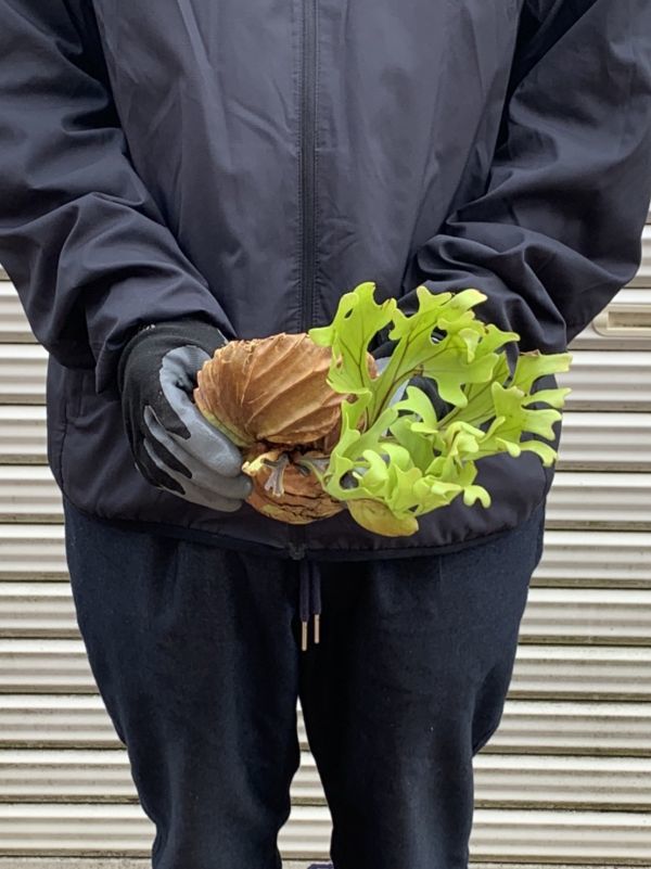 Yahoo!オークション - Y411 Platycerium ridleyi WILD (プラティケリウ...