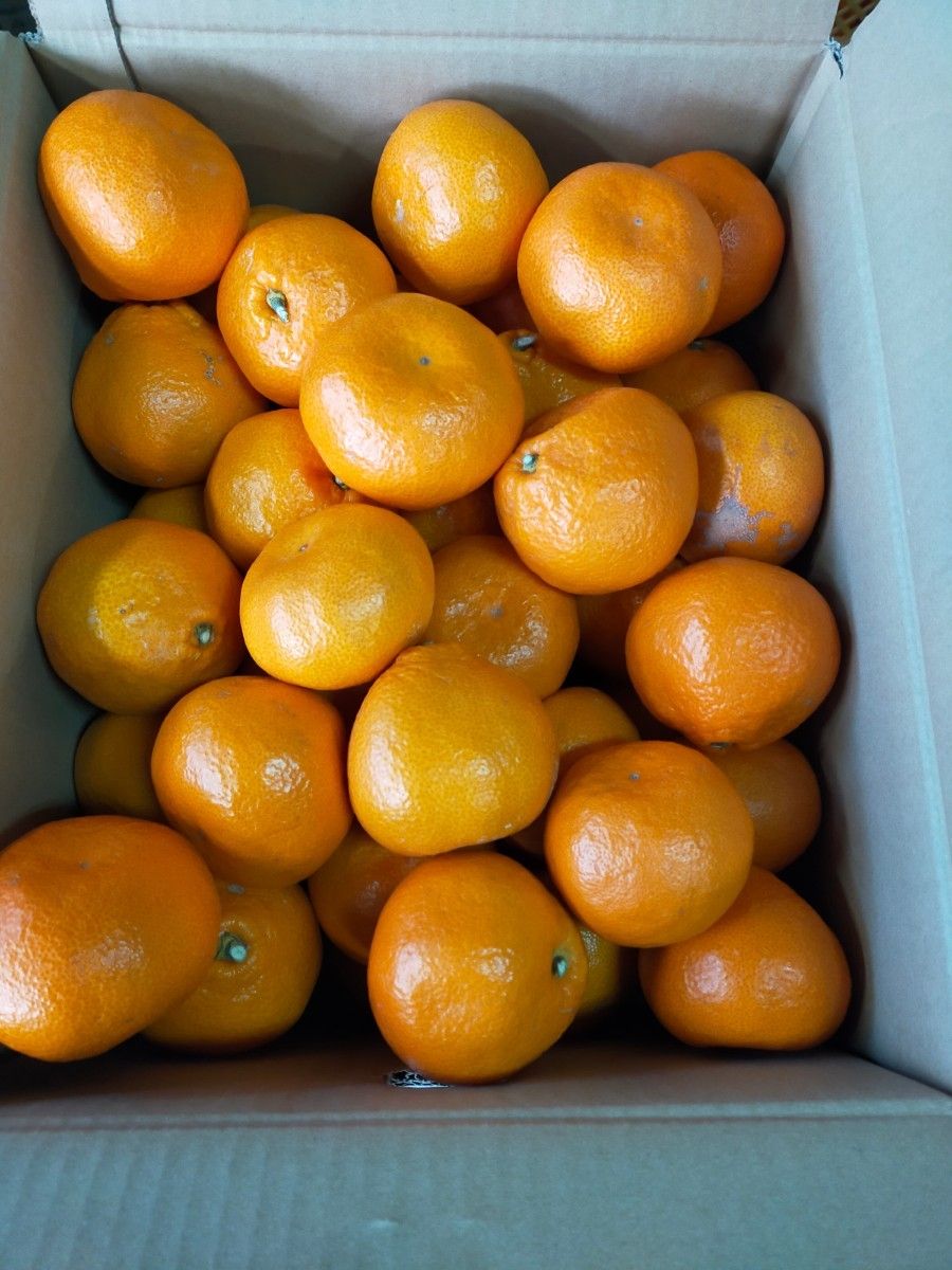 肥後早生みかん2L｜Yahoo!フリマ（旧PayPayフリマ）