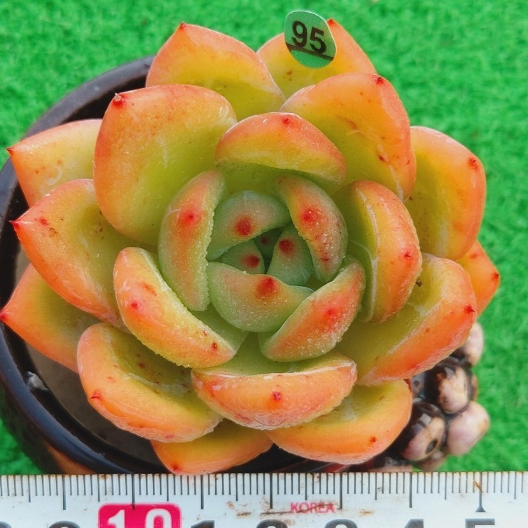 Yahoo!オークション - 1221-G195 シャネル エケベリア 多肉植物 韓国苗...