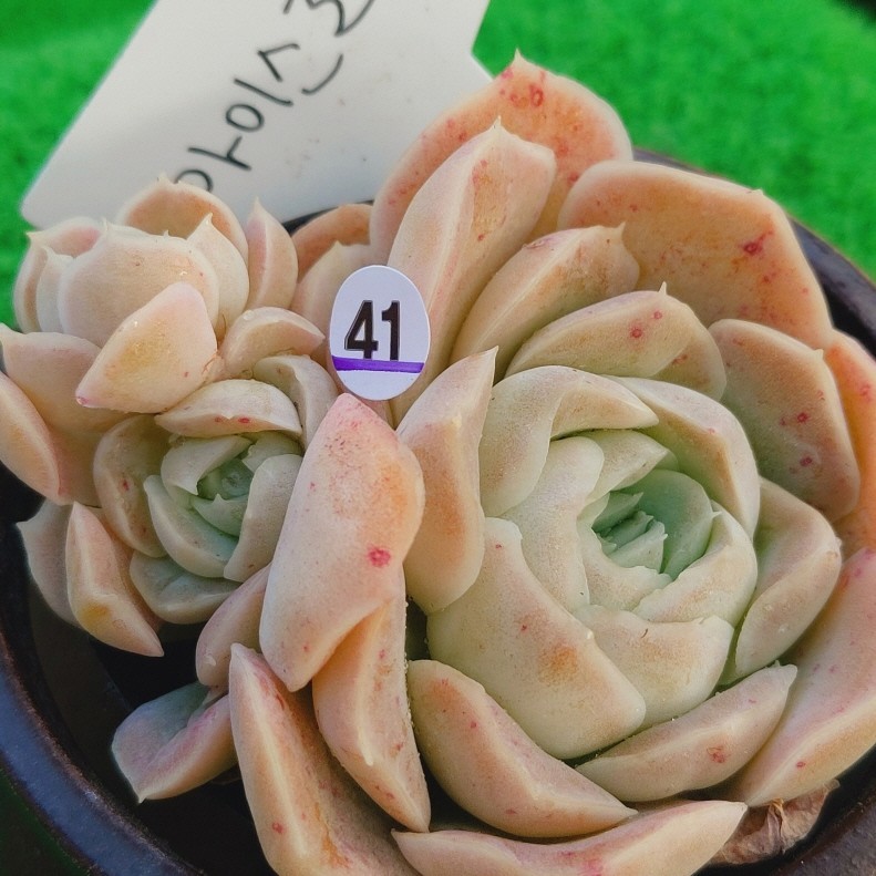 Yahoo!オークション - 1203-W441 アイスローズ エケベリア 多肉植物 韓...