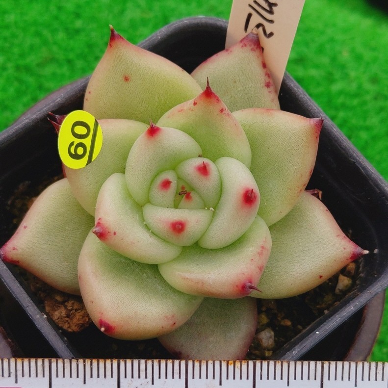 Yahoo!オークション - 1217-Y560 サルサベルデ エケベリア 多肉植物 韓...