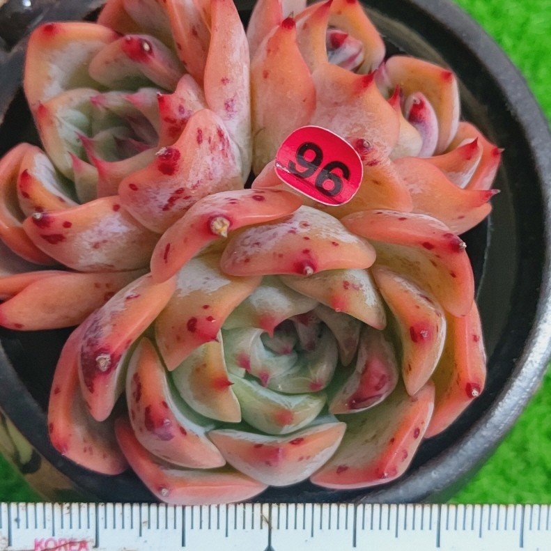 Yahoo!オークション - 1222-R396 Keralean エケベリア 多肉植物 韓国苗