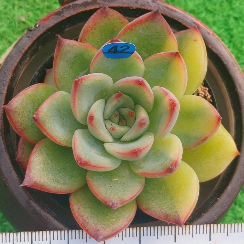 Yahoo!オークション - 0102-B042 Fire Pillar(錦) エケベリア 多肉植物...