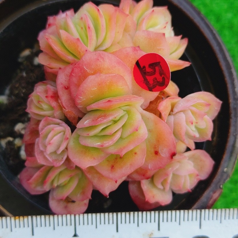 Yahoo!オークション - 1217-R453 ラズアガ(錦) エケベリア 多肉植物 韓...