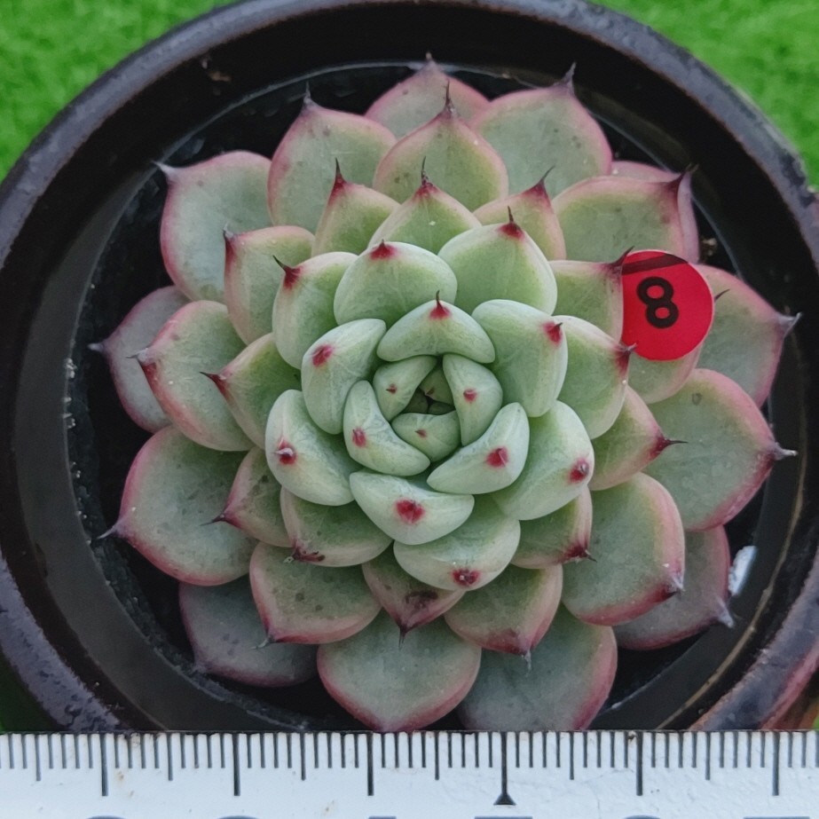 Yahoo!オークション - 1210-R408 ジェラート エケベリア 多肉植物 韓国...