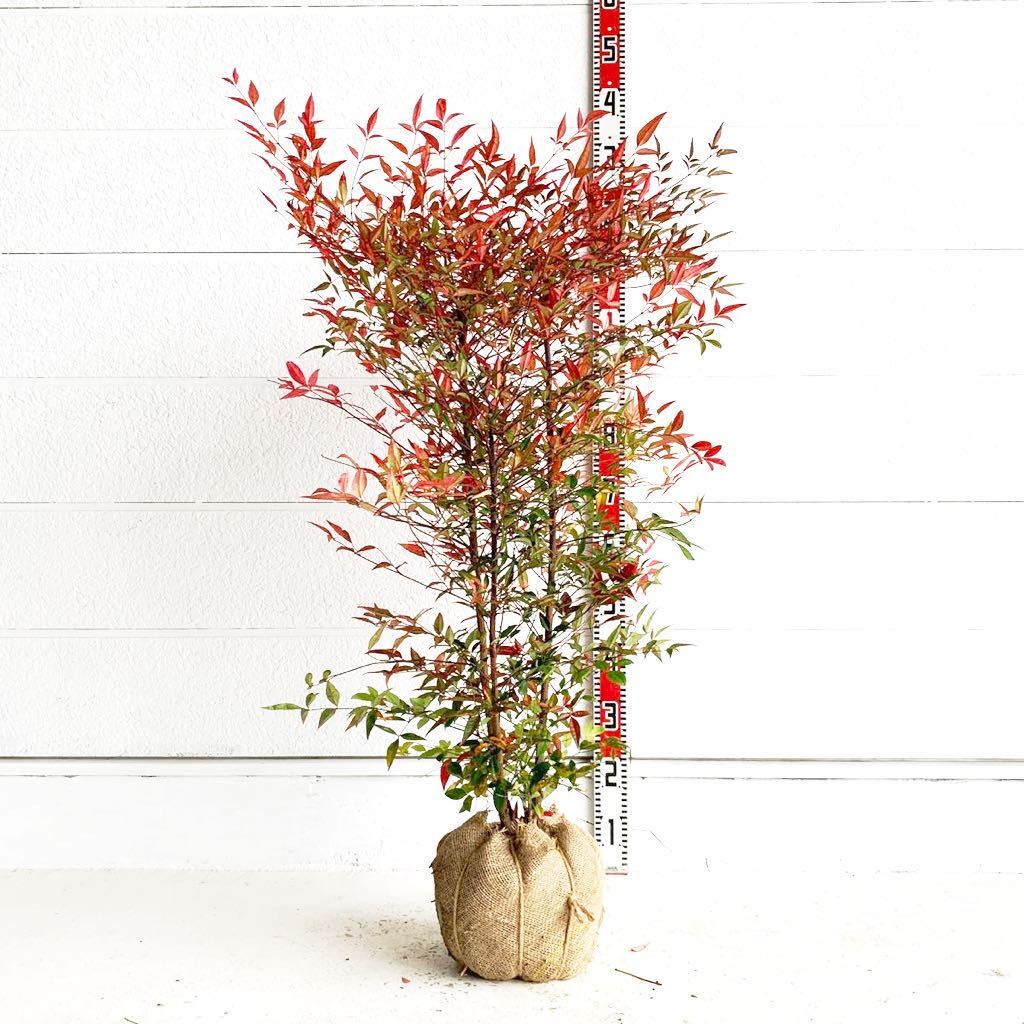 Yahoo!オークション - 赤南天 アカナンテン 約100cm （3本立ち/根巻/植...