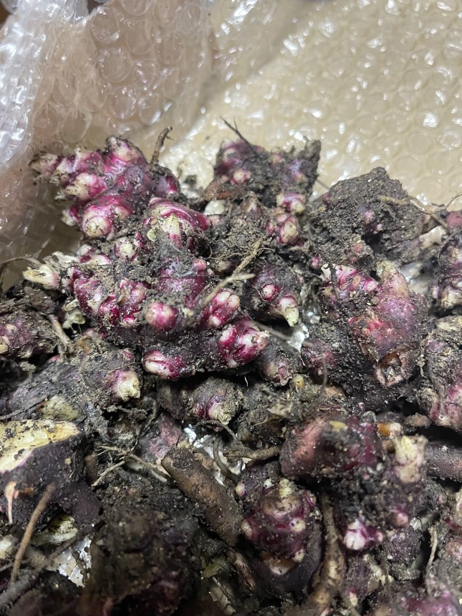 無農薬 自家栽培 ヤーコン種芋 コンパクトいっぱい 20-30株余裕 無農薬 自家栽培 ヤーコン種芋 コンパクトいっぱい 20-30株余裕