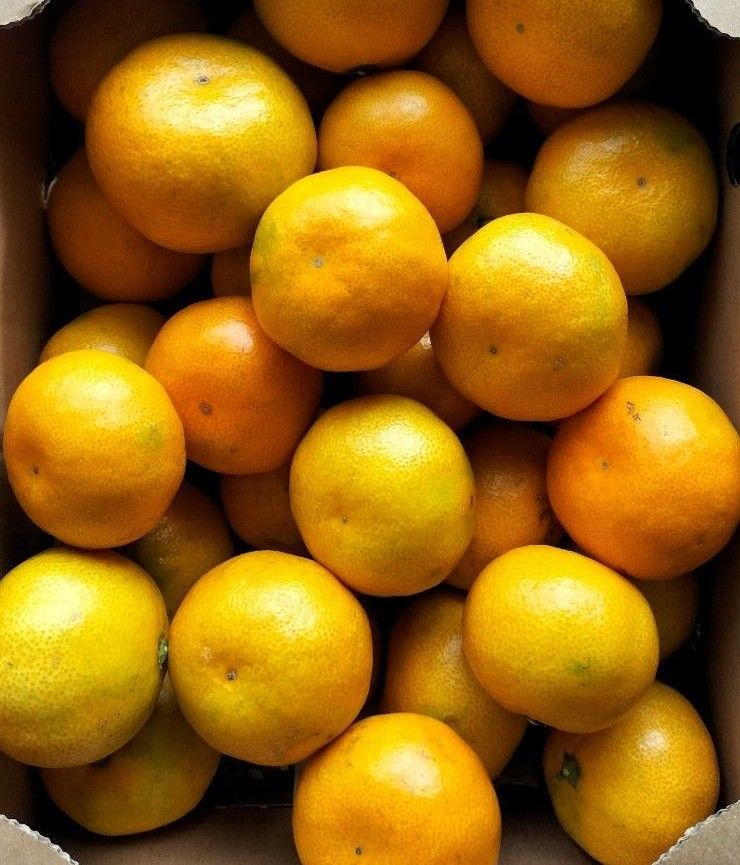 愛知県産みかん 約1 2kg（箱込み）｜PayPayフリマ