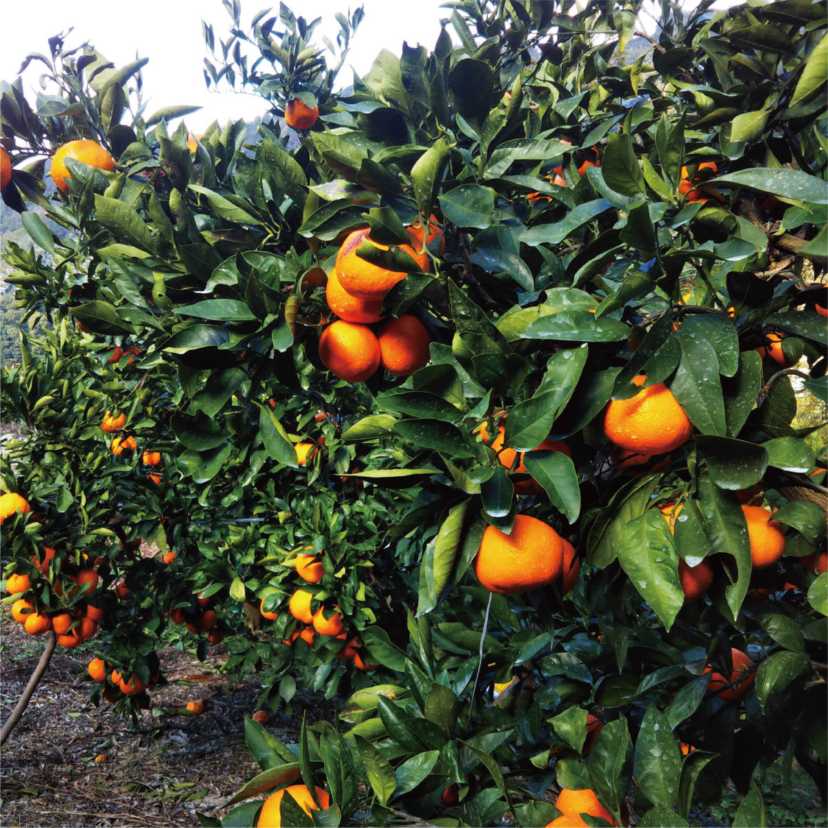 Yahoo!オークション - W9k_2L3L_5a得 訳 デカみかん2L-3L 和歌山しもつ...