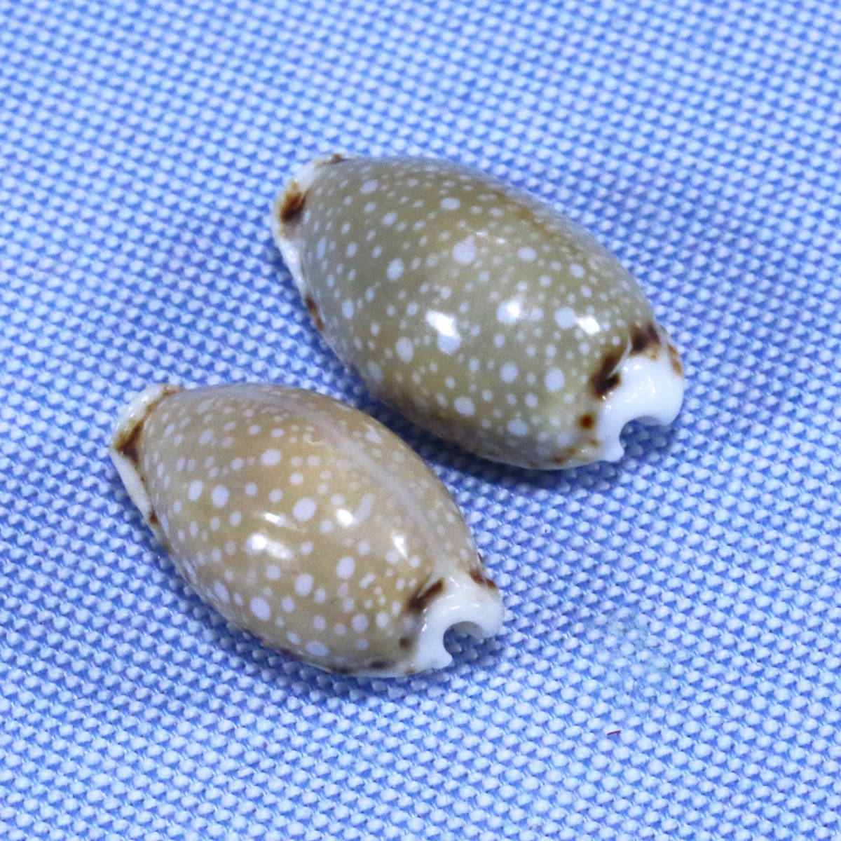 ナシジダカラ タカラガイ 1686 新品 のヤフオク落札情報