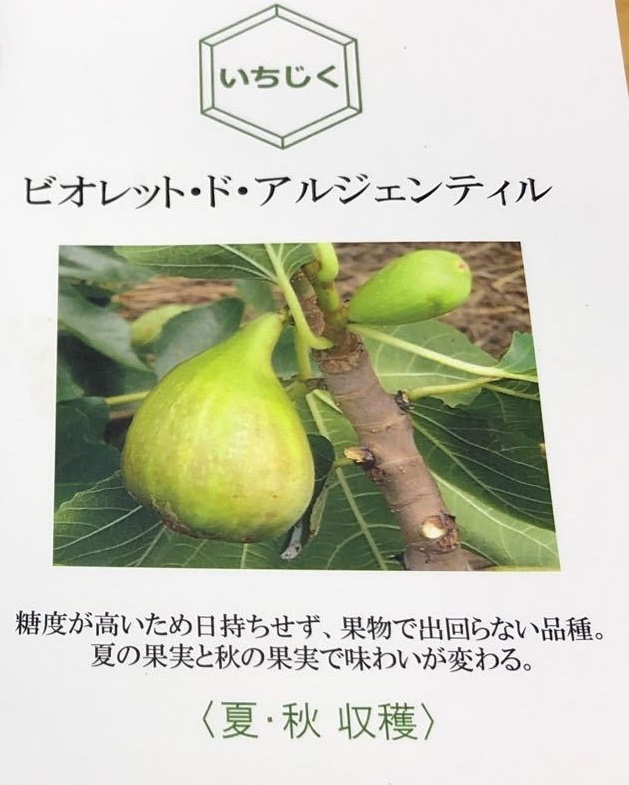 Yahoo!オークション - イチジク ビオレット・ド・アルジェンテイル