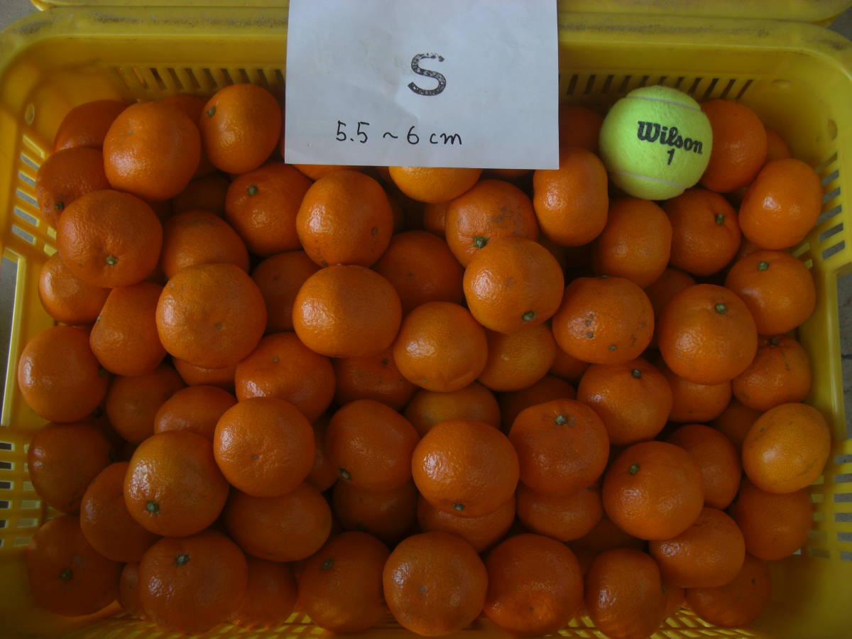 Yahoo!オークション - Ⅰお正月 蒲郡みかん Sサイズ10kg 小玉みか...