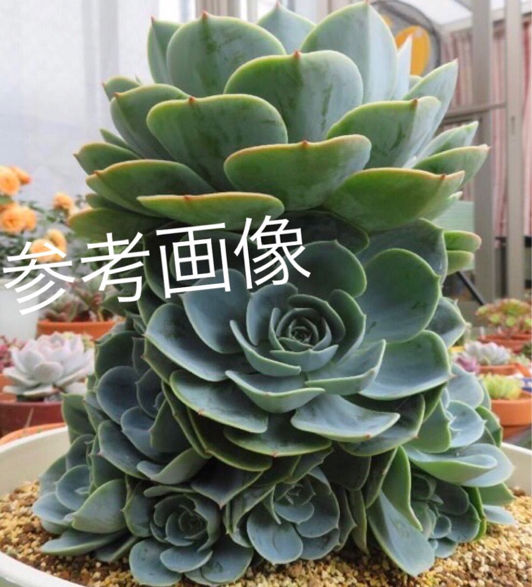 ギュッと詰まった美苗 多肉植物 七福神 カット苗 縁がピンクに ギュッと詰まった美苗 多肉植物 七福神 カット苗 縁がピンクに
