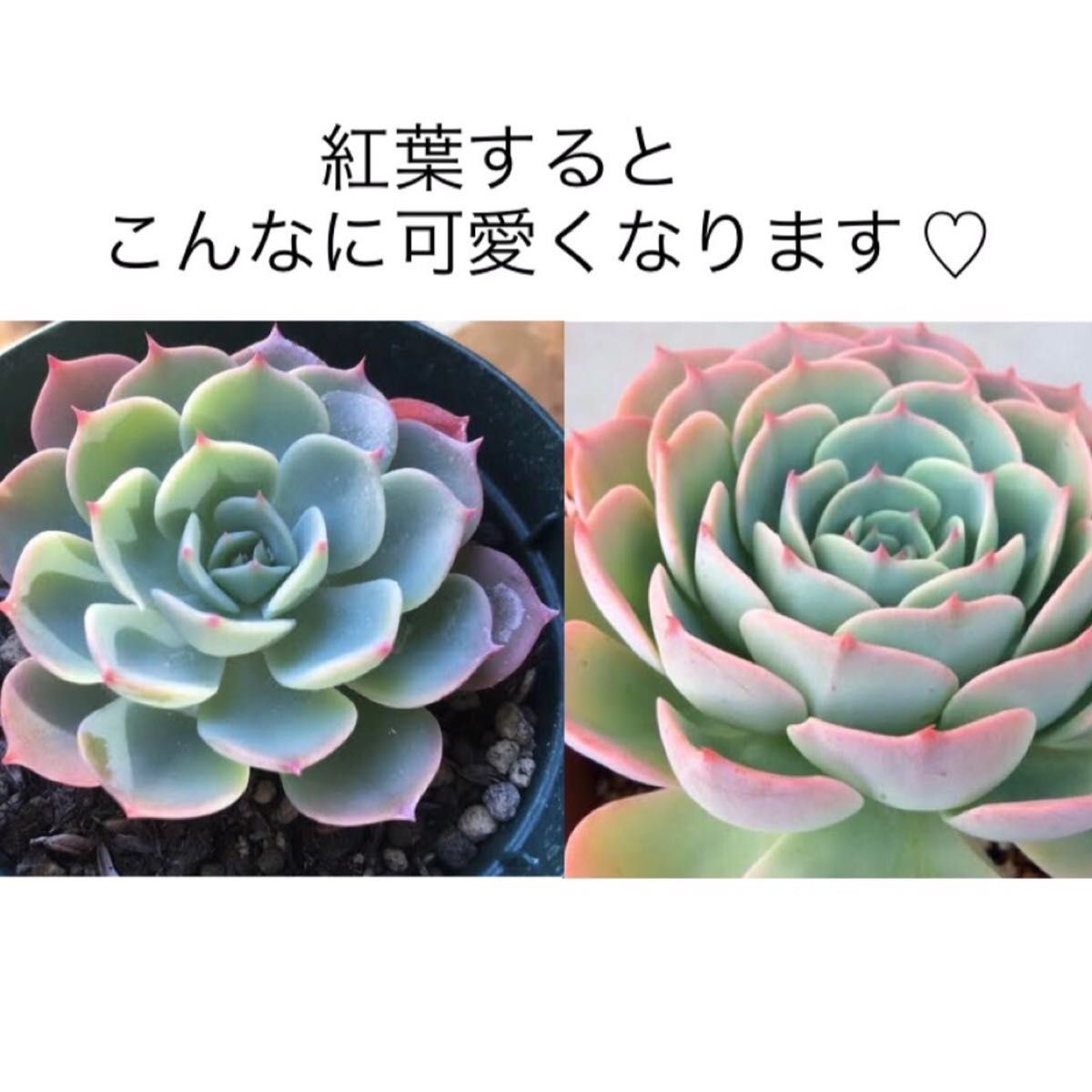 ギュッと詰まった美苗 多肉植物 七福神 カット苗 縁がピンクに ギュッと詰まった美苗 多肉植物 七福神 カット苗 縁がピンクに