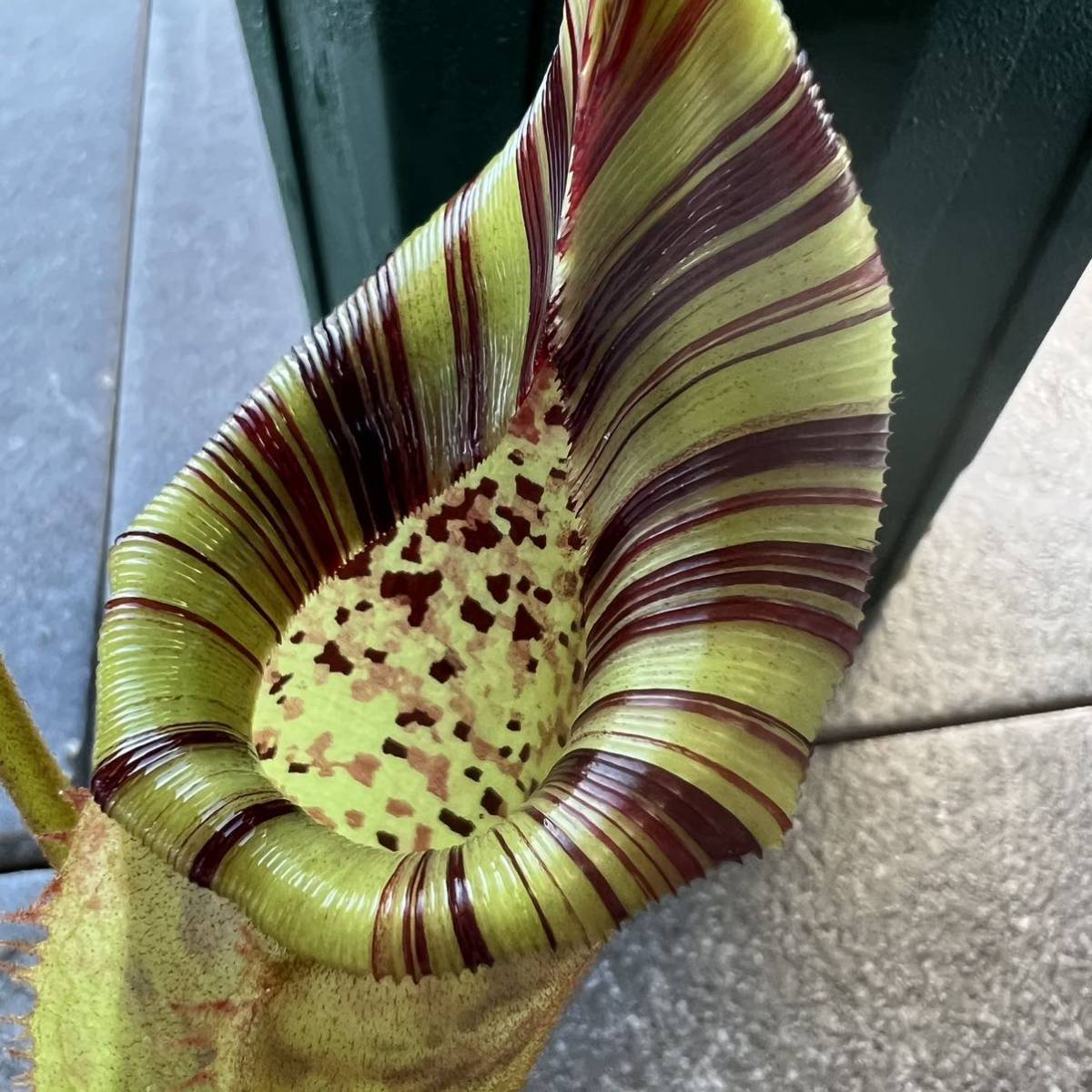 Yahoo!オークション - BE-3993 N. burbidgeae x (veitchii x lowii)ウ...