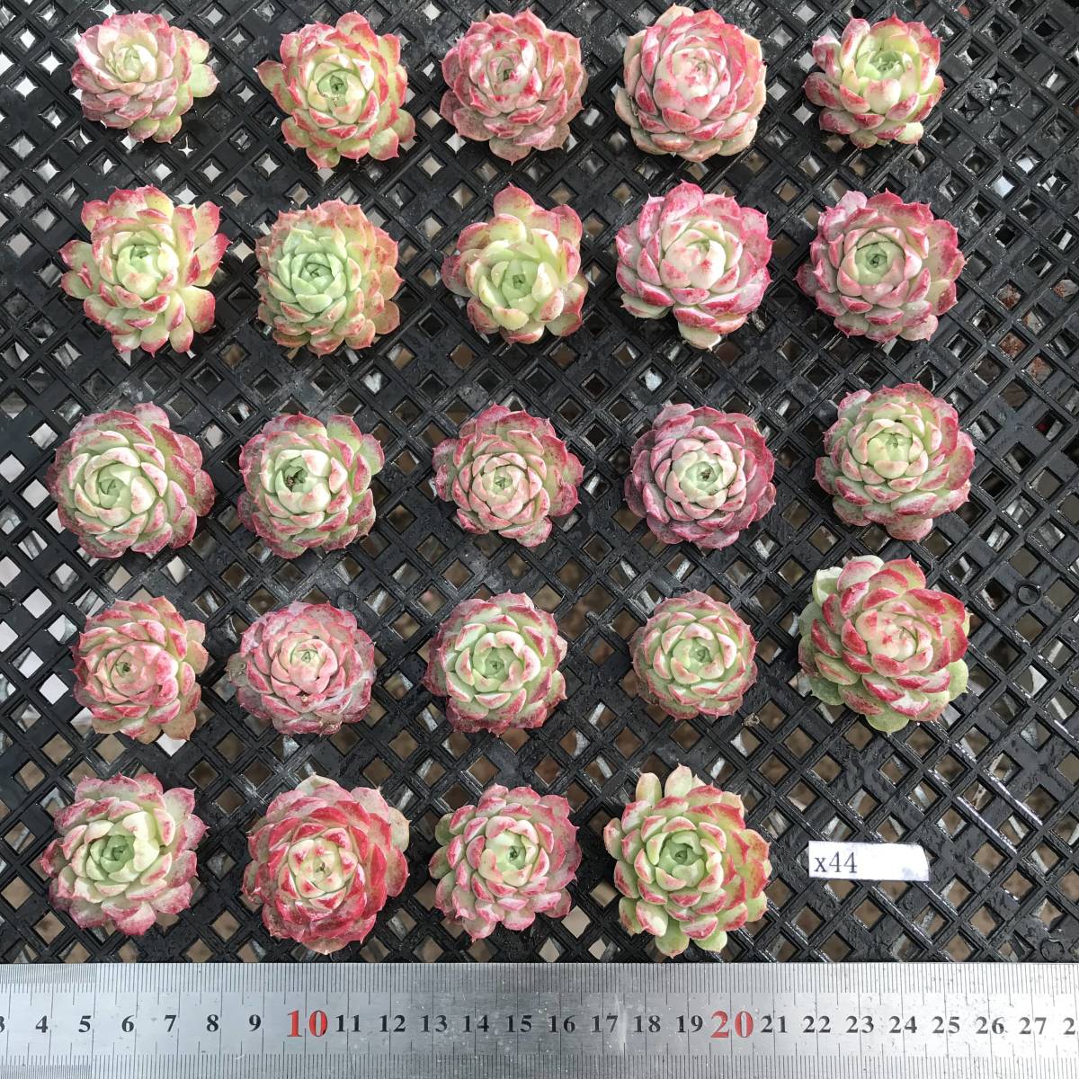 Yahoo!オークション - x44多肉植物 エケベリアレッドホール 50株 超美...