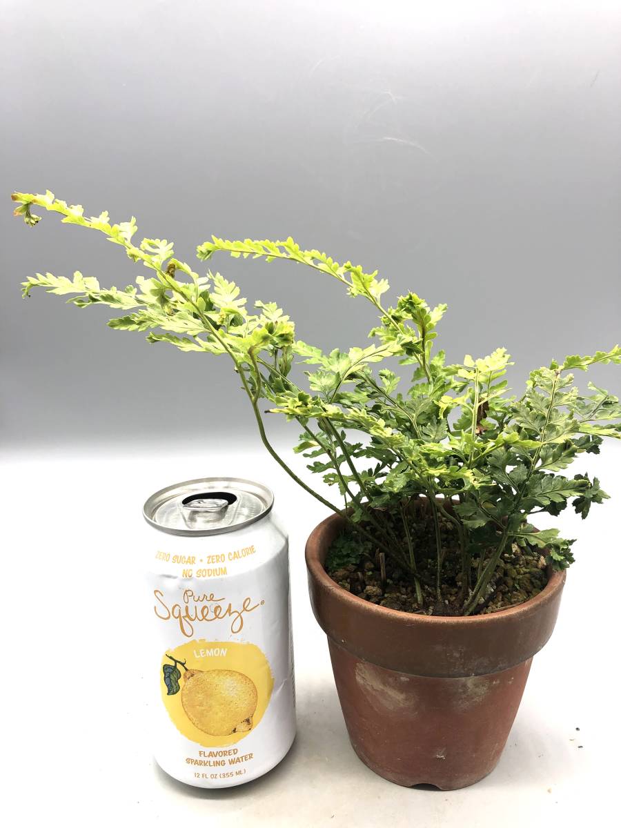 Yahoo!オークション - 0115−36 ミドリカナワラビ【獅子葉】 レアプラ...