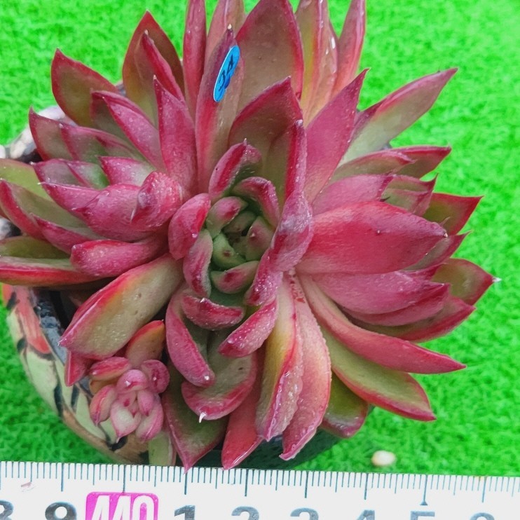 Yahoo!オークション - 0124-B034 Somethingwine エケベリア 多肉植物 ...