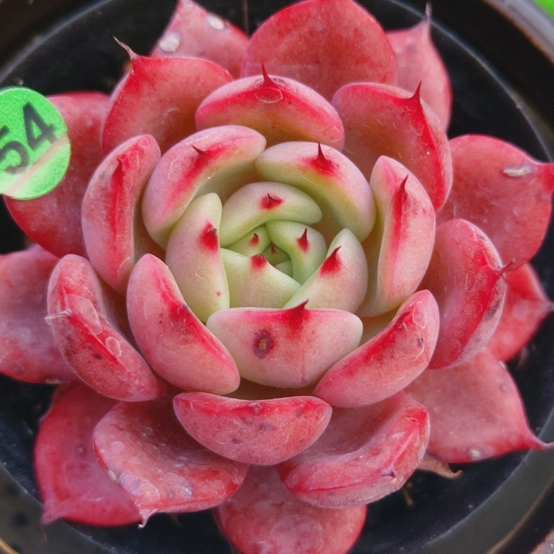 Yahoo!オークション - 0107-G154 スターボース エケベリア 多肉植物 韓...